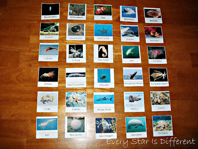 Life At Sea Activities for Kids with Free Printables - Every Star Is ...