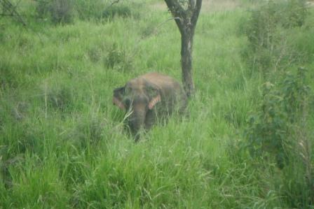 THE JUNGLE GRAPEVINE: Updates from the Field - Sri Lanka Wildlife ...