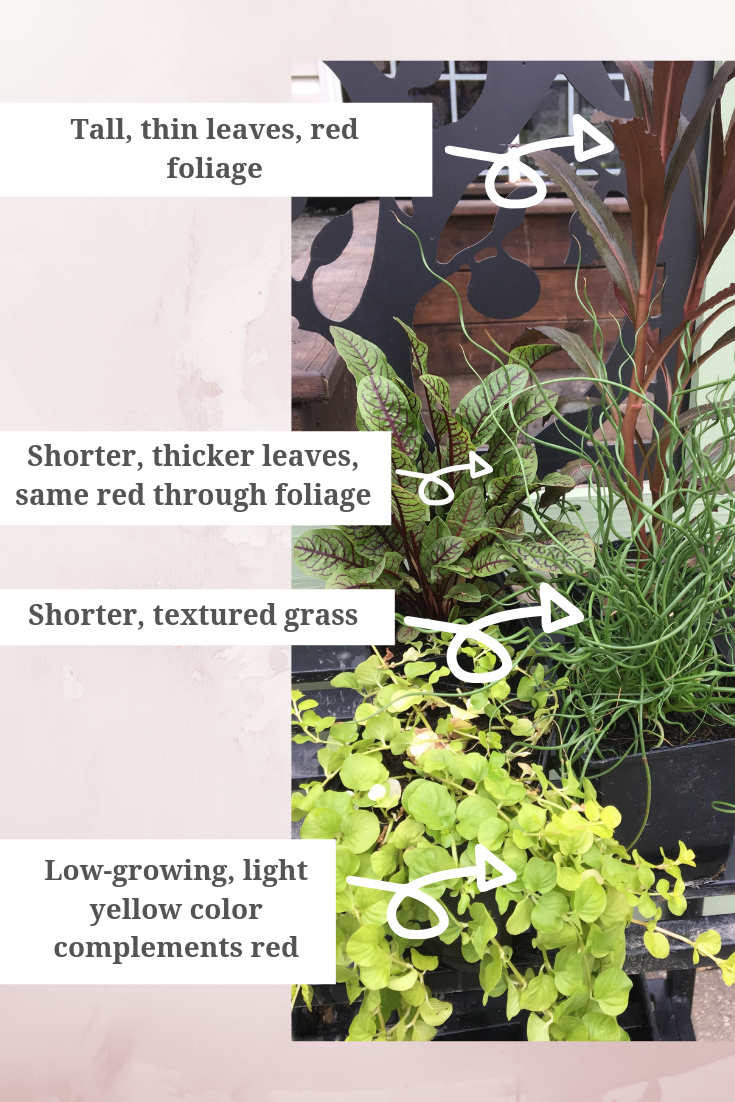 How to Plant Marginal Plants