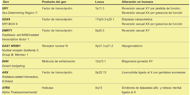 GENÉTICA: Aspectos geneticos de la diferenciacion gonadal