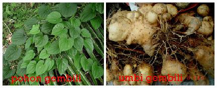 Inspirasi Top Gambar Tanaman Gembili