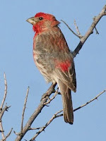"Bird Poop" of north Texas: Jan 28; House Finches