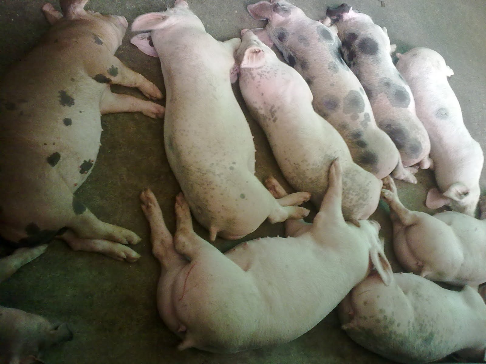 Centro de Diagnóstico Veterinario "Santo Domingo": Un protocolo que ...