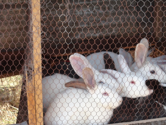 ISINYA MAARIFA CENTRE: The future of the rabbit industry around Kajiado ...