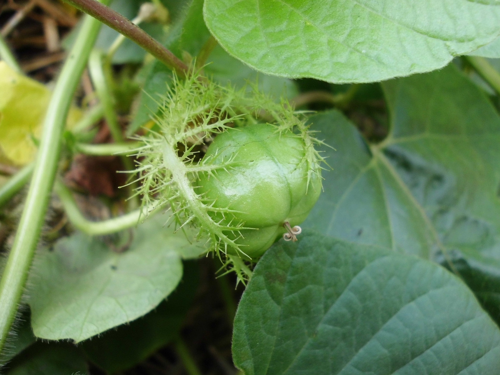 Banyak khasiatnya lohh..: Khasiat Buah Rambusa