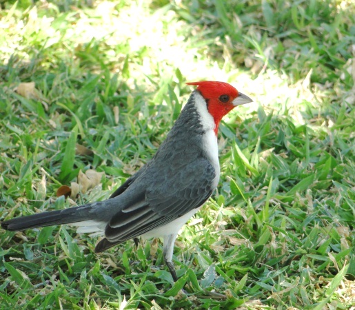 Inspiring Nature Photography By Carol Reynolds: Red-Crested Cardinal ...