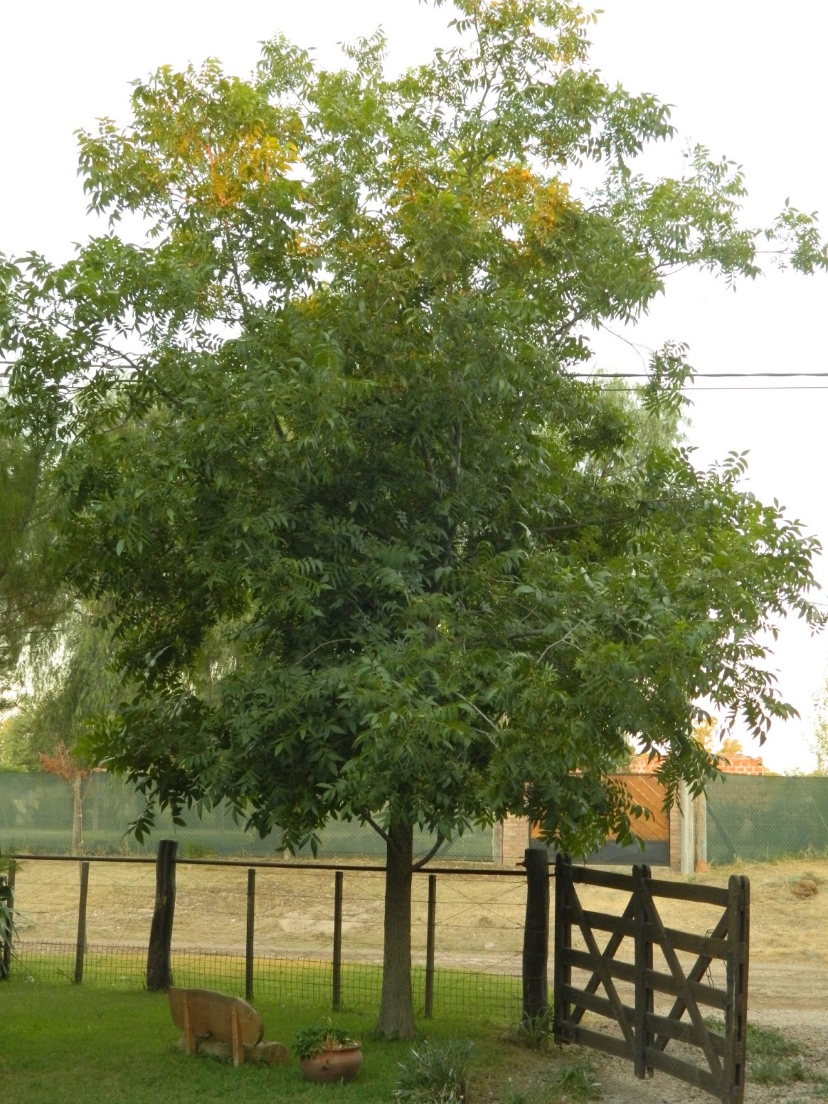 Jardinería Pampeana: PECÁN: UN EJEMPLAR CON SENTIMIENTOS.