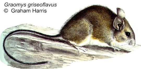 Argentina nativa: Pericote común (Graomys griseoflavus)