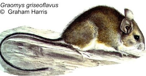 Argentina nativa: Pericote común (Graomys griseoflavus)