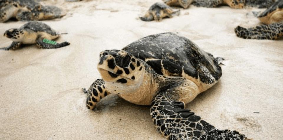 Fauna de Puerto Rico