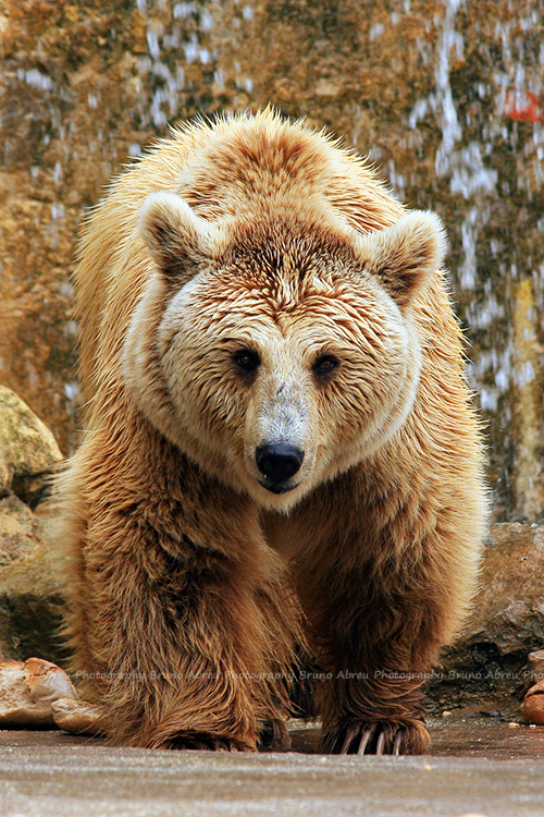 UM BLOG SOBRE TUDO O QUE DER NA CABEÇA........: Abril 2011