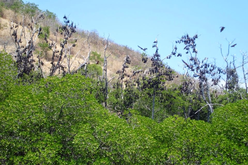 Taman Wisata Alam Laut (TWAL) 17 Pulau Riung: Pulau Kelelawar (Kalong)