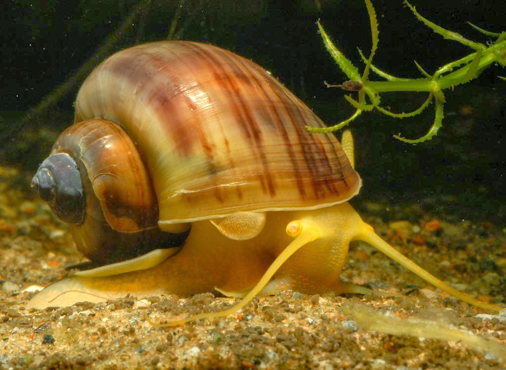 Cara Aman Mengendalikan Keong Mas ~ SUMBER INFORMASI DUNIA USAHA