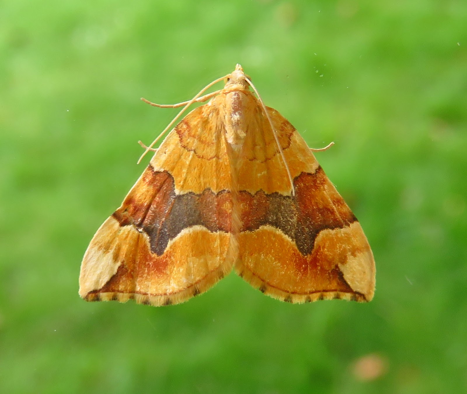 MERSEA WILDLIFE: SELECTION OF MOTHS