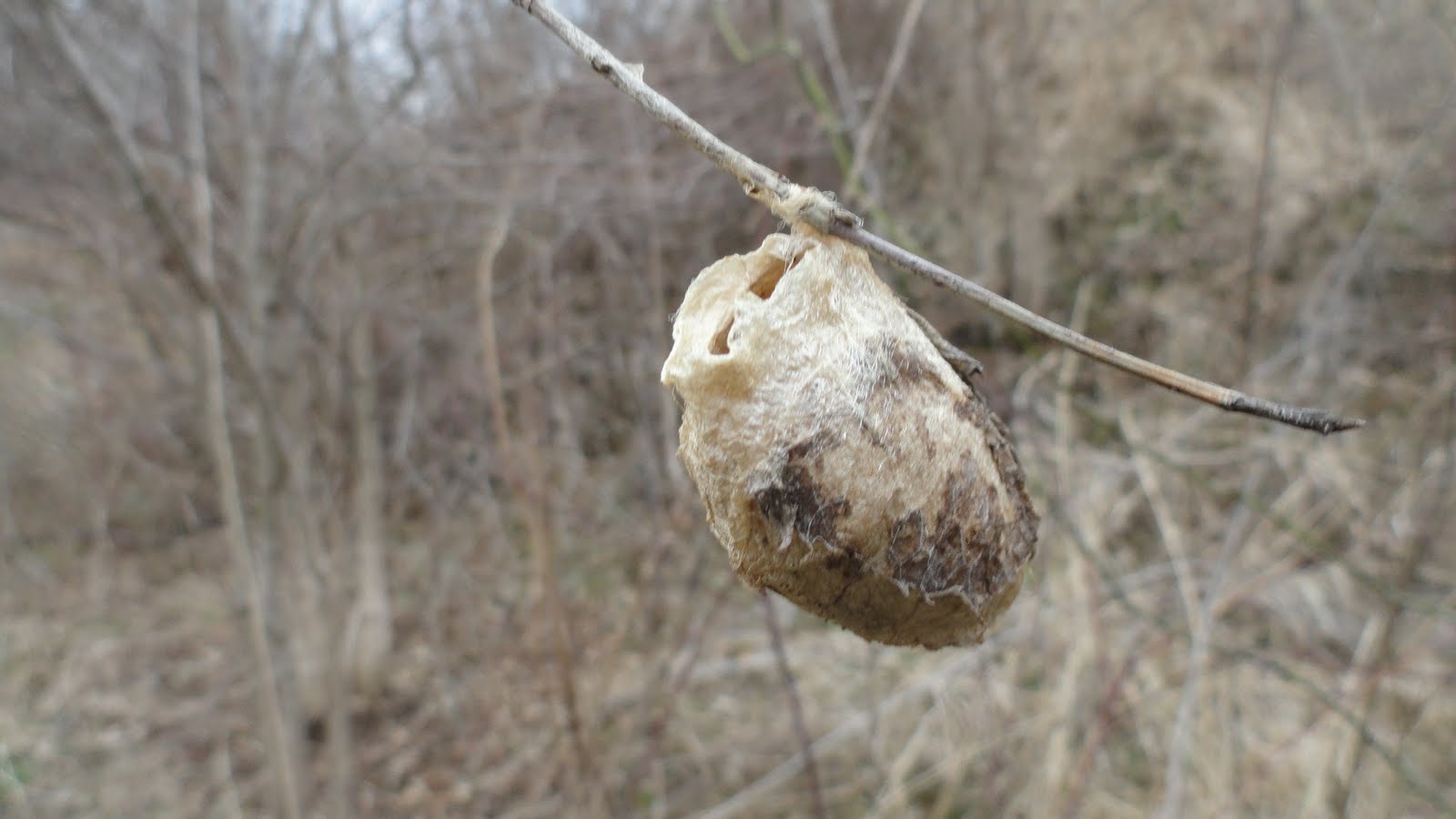 Life at the Blue Rock Ranch: Today's Walk