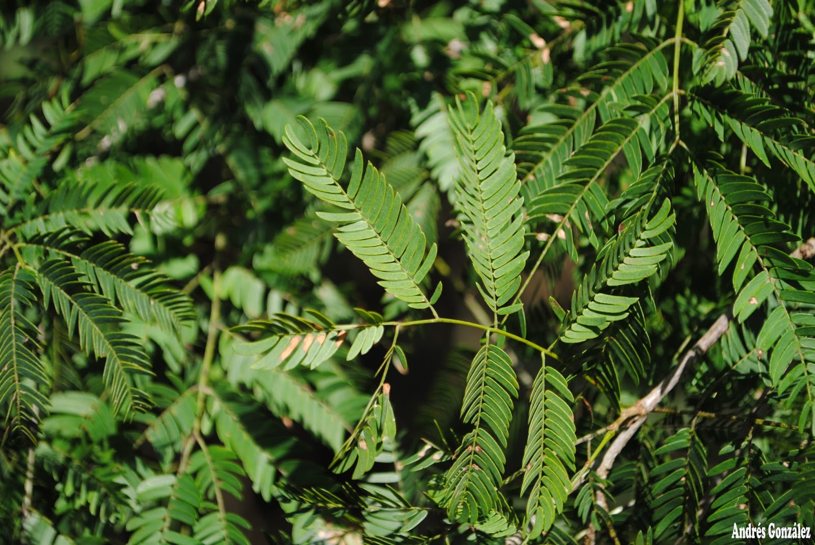 FOTOS DE FLORA NATIVA Y ADVENTICIAS DE URUGUAY : Parapiptadenia rigida ...