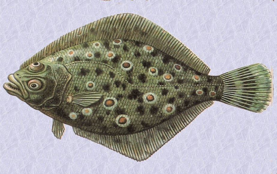 Zoológico Virtual do Koba: Linguado