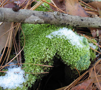Using Georgia Native Plants: Marvelous Moss