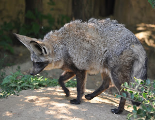 ZOOTOGRAFIANDO (6.100 ANIMALS): ZORRO OREJUDO U OTOCIÓN / BAT-EARED FOX ...