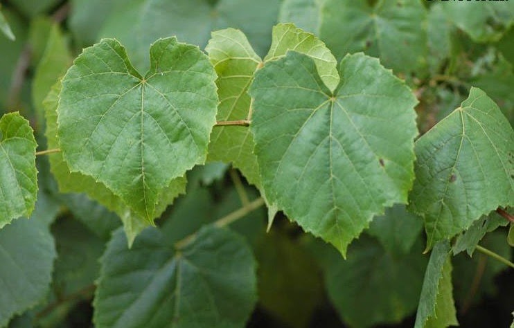 Trees Planet: Vitis vulpina - Frost Grape - Fox Grape