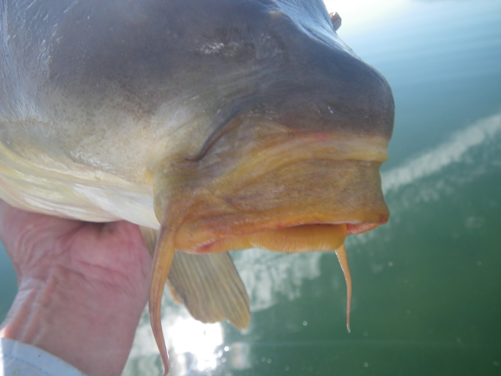 Got Backing? (Formerly Known as Mr. P.'s Blog): Carp Parts--Mouths and Lips