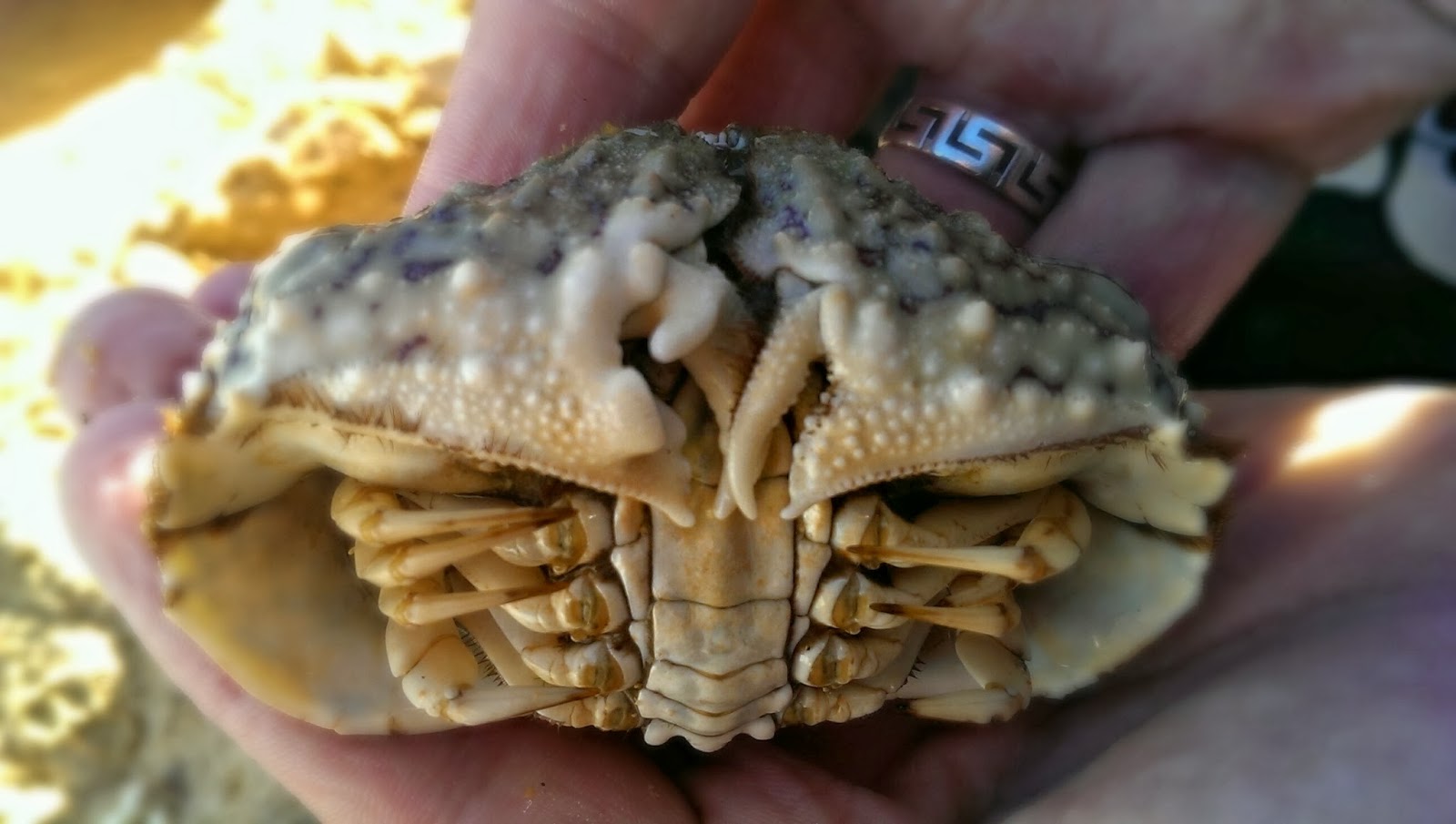 What's in Jeremy's Bucket?: Crustaceans