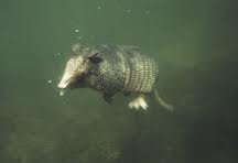 Amazing Animals: Armadillos