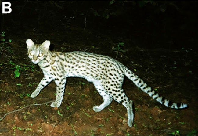 Sciency Thoughts: A new species of Leopard Cat from Brazil.
