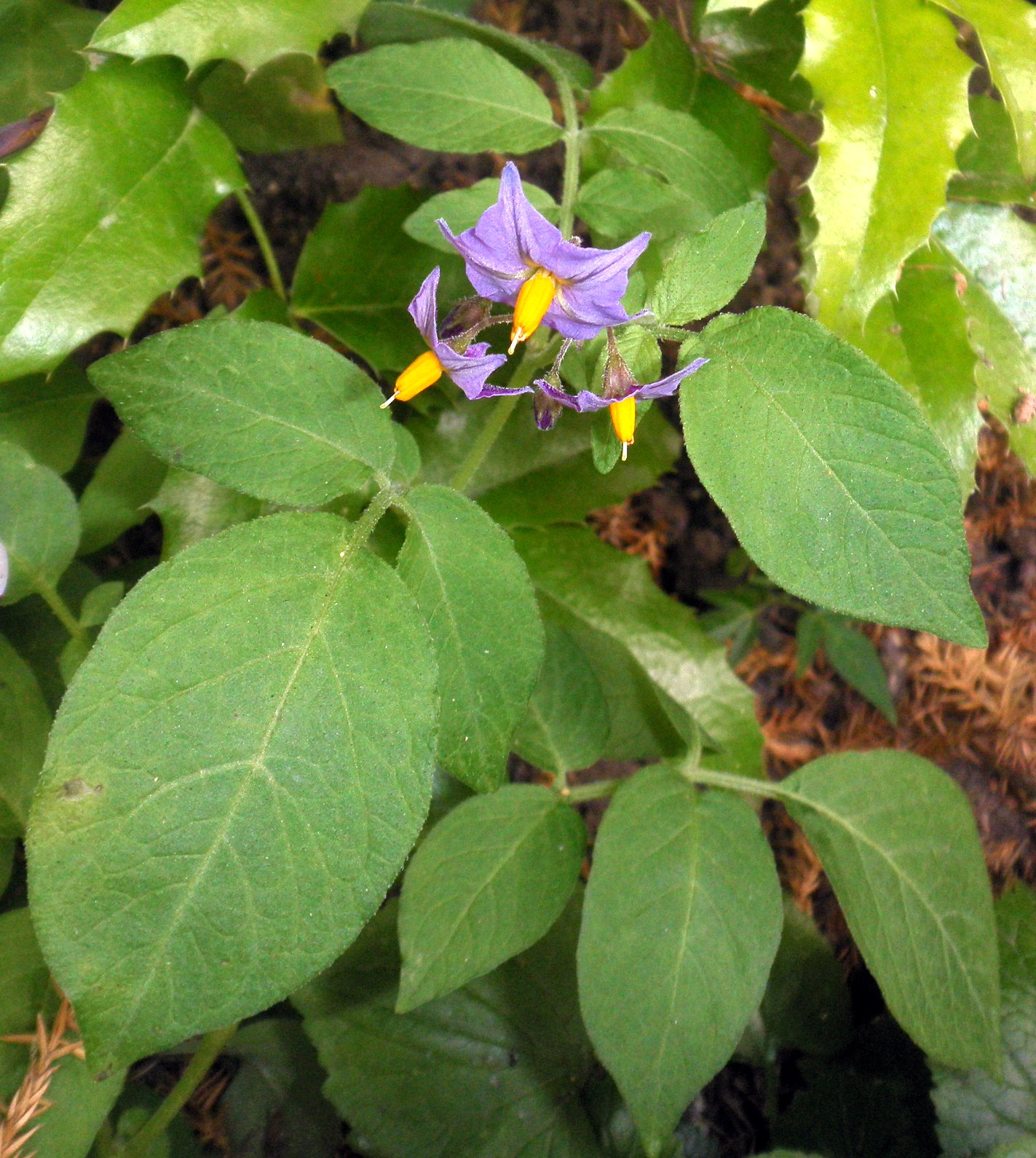 Scirpidiella's Plants: Wild Potatoes (Solanum sect. Petota)