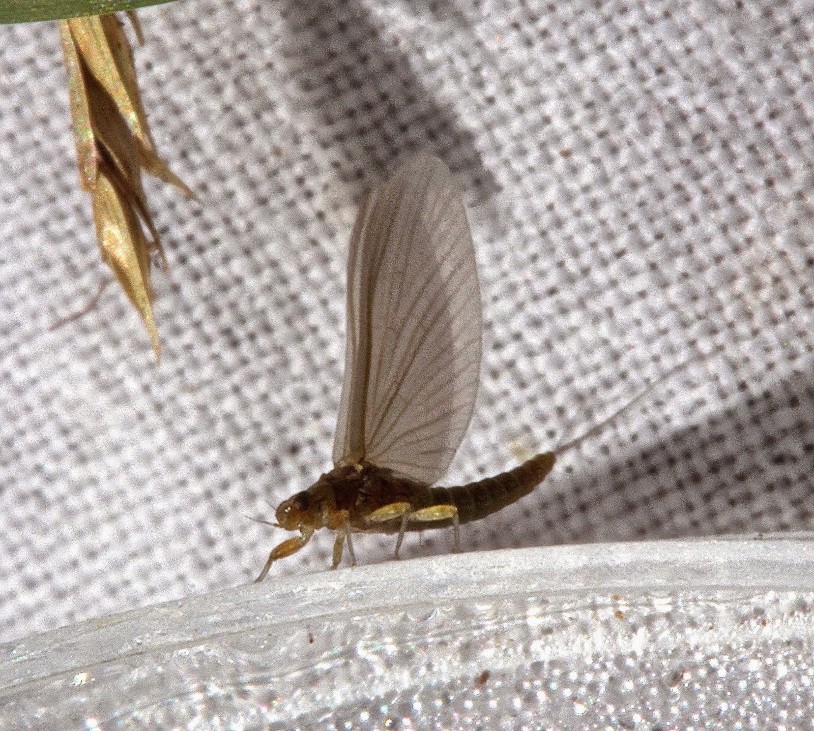 Aquatic Insects of Central Virginia: The "transformation": An ...