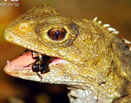Climate Change: Will Tuatara Survive Global Warming: Tuatara from New ...