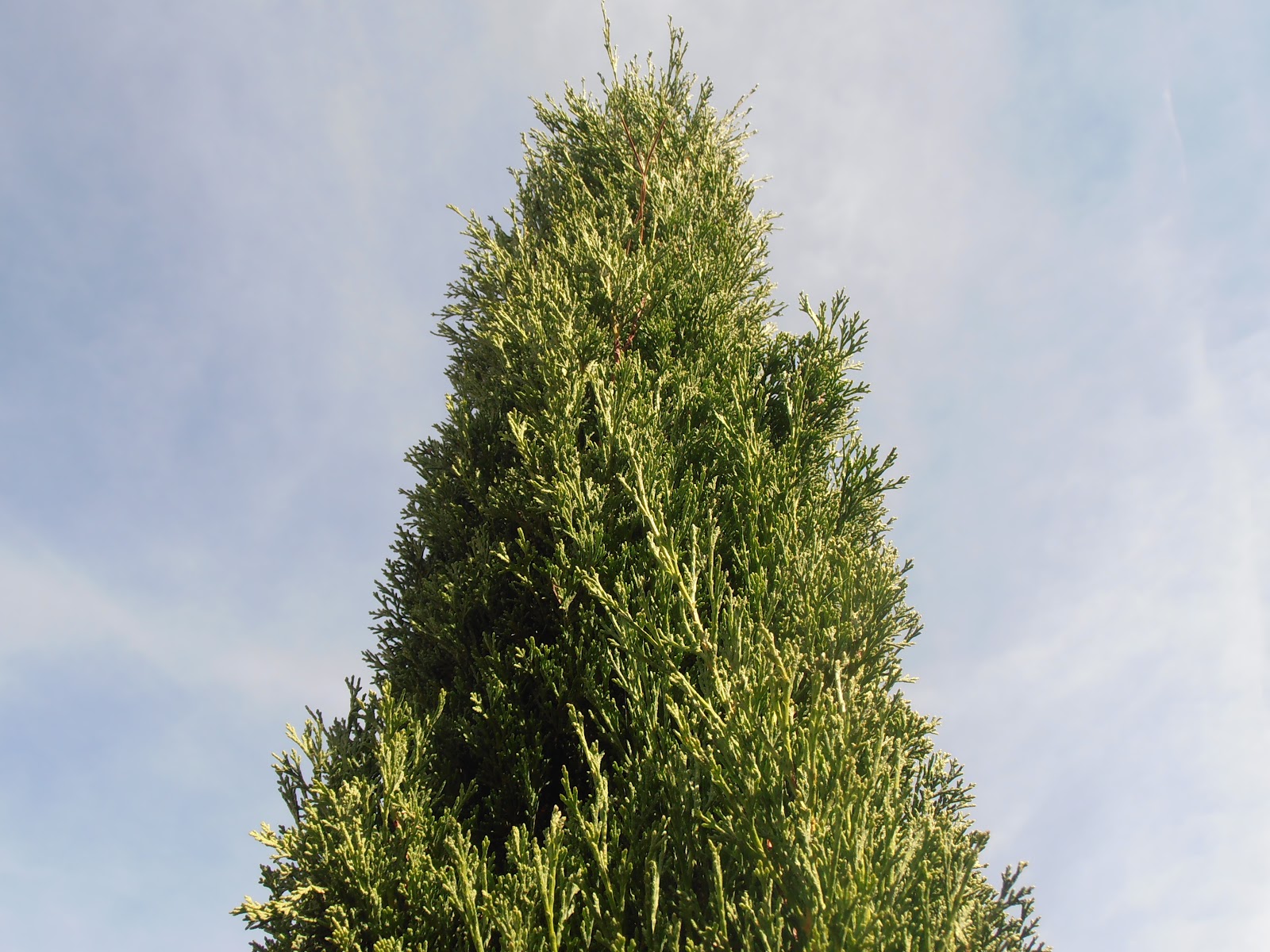 CIPRÉS: Cupressus sempervirens | Plantas rioMoros