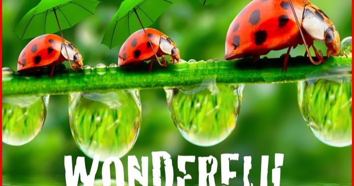 Dragon's Den Curriculum: Wild, Wonderful Weather!