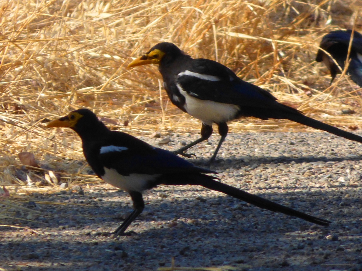Geotripper's California Birds: California's Endemic: Yellow-billed ...