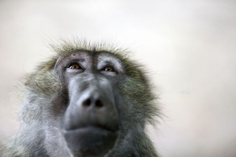 Horomba Yegudo ‘Mutown’… Rakasiya Rapunza Mahwindo