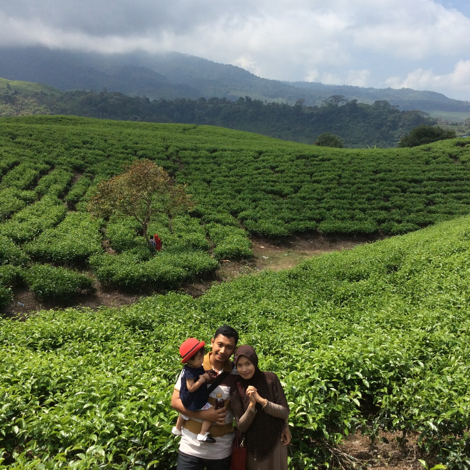 Rian Punya Blog: Kebun Teh Alahan Panjang