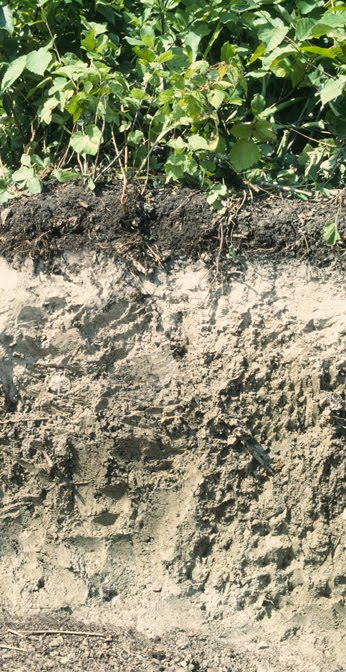 Metamorfosa: Jenis-Jenis Tanah