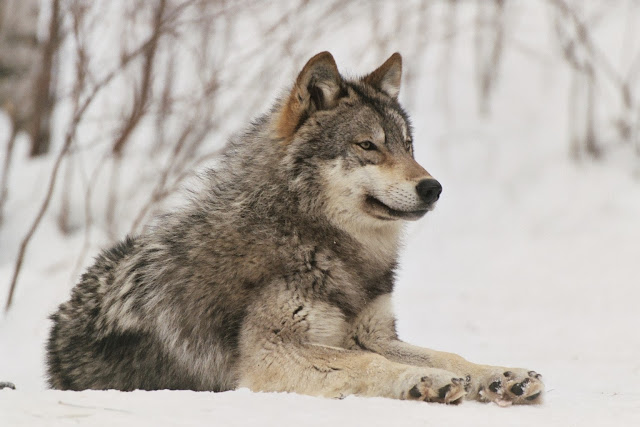White Wolf : Obama proposal to stop protecting gray wolf fuels ...