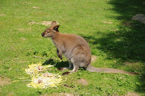 Familii de cangur pitic