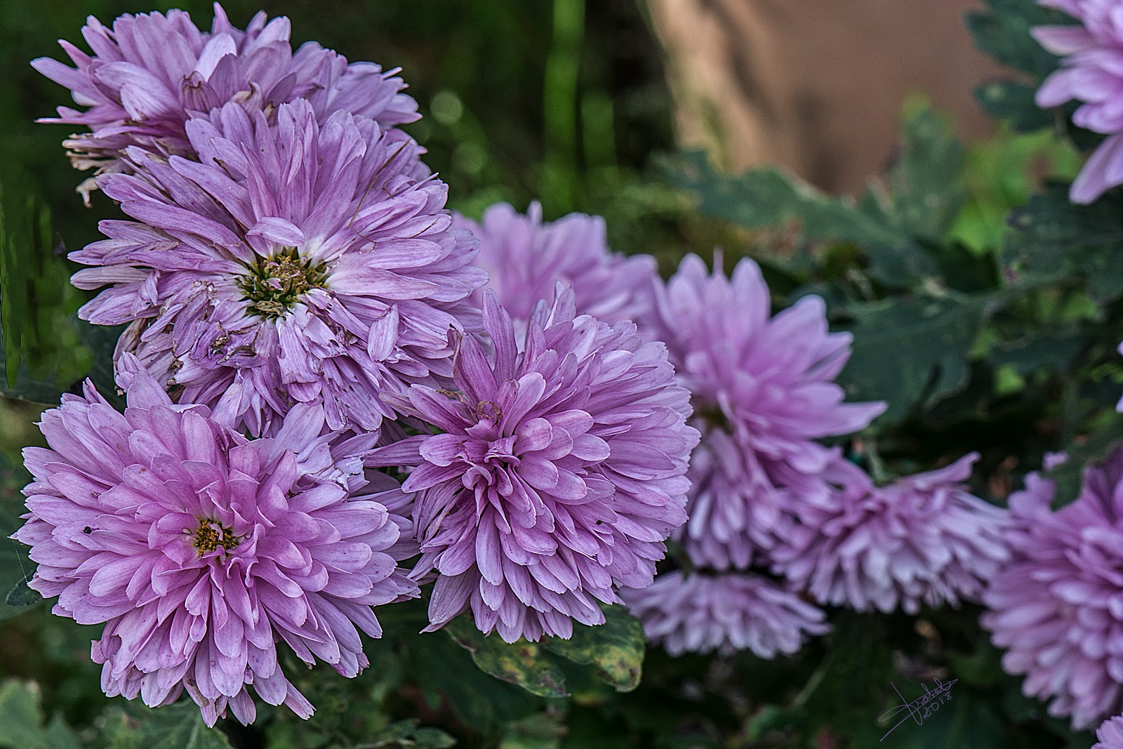 LA MAGIA DE MI JARDIN: TIEMPO DE CRISANTEMOS