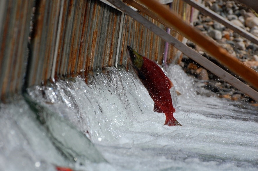 Eco-Evo Evo-Eco: The Heartbreak of Salmon Migration