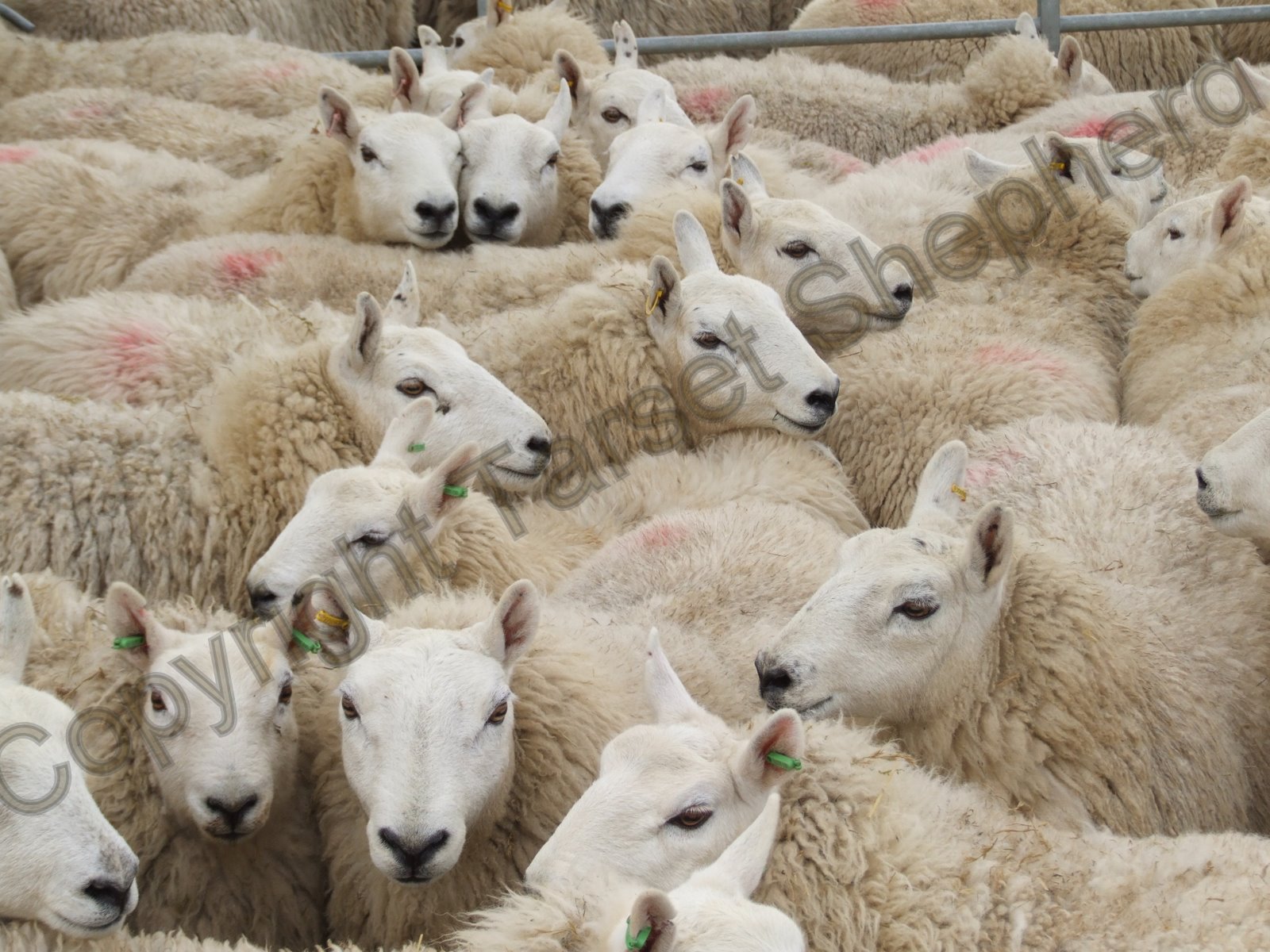 Shepherd's blog: Cheviots again