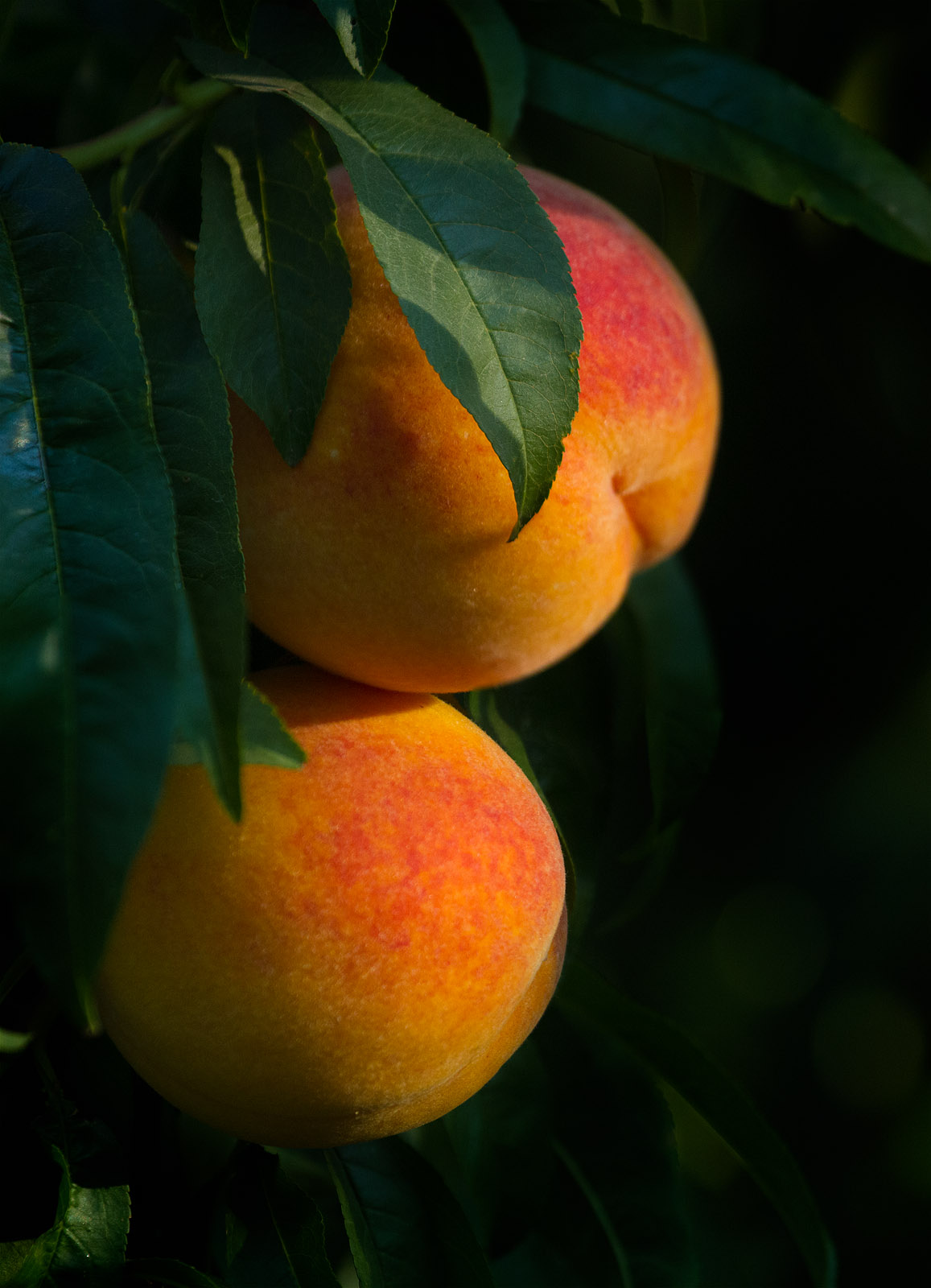 Anthony Dunn Photography: Amazing Peaches