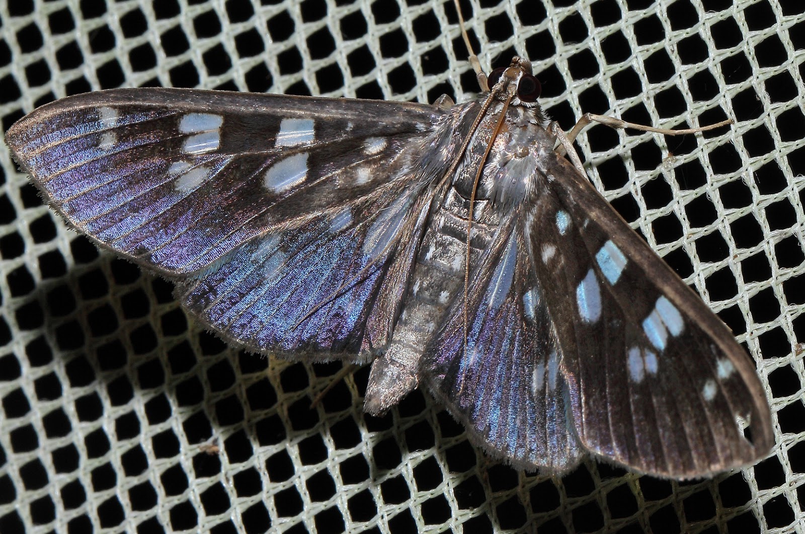 BunyipCo: A Few Nice Moths