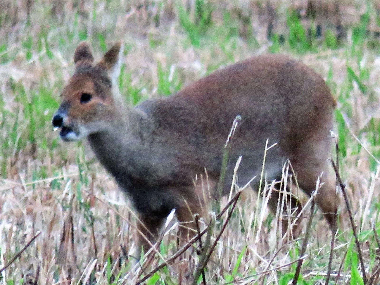 The Autistic Naturalist: Oct 18th Strumpshaw Fen