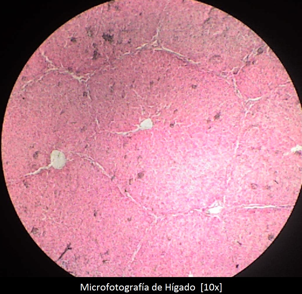 Histologeando: HÍGADO