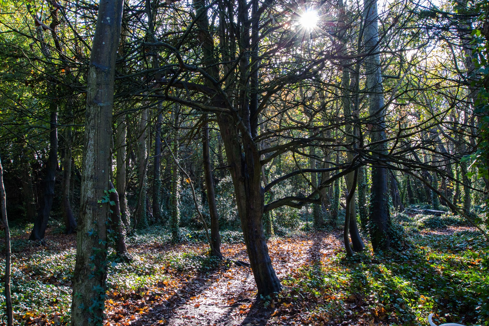 Photography: Plantation Wood