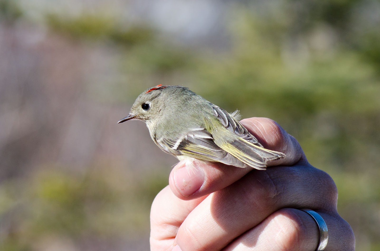 Yukon Bird Observatories: Yukon Bird Observatories - McIntyre Marsh ...
