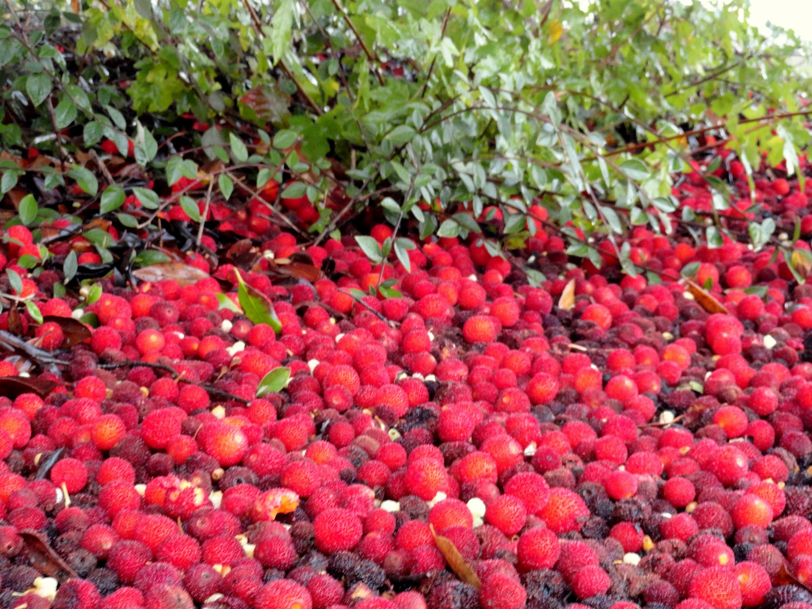 danger garden: Arbutus unedo and a sea of red marbles...