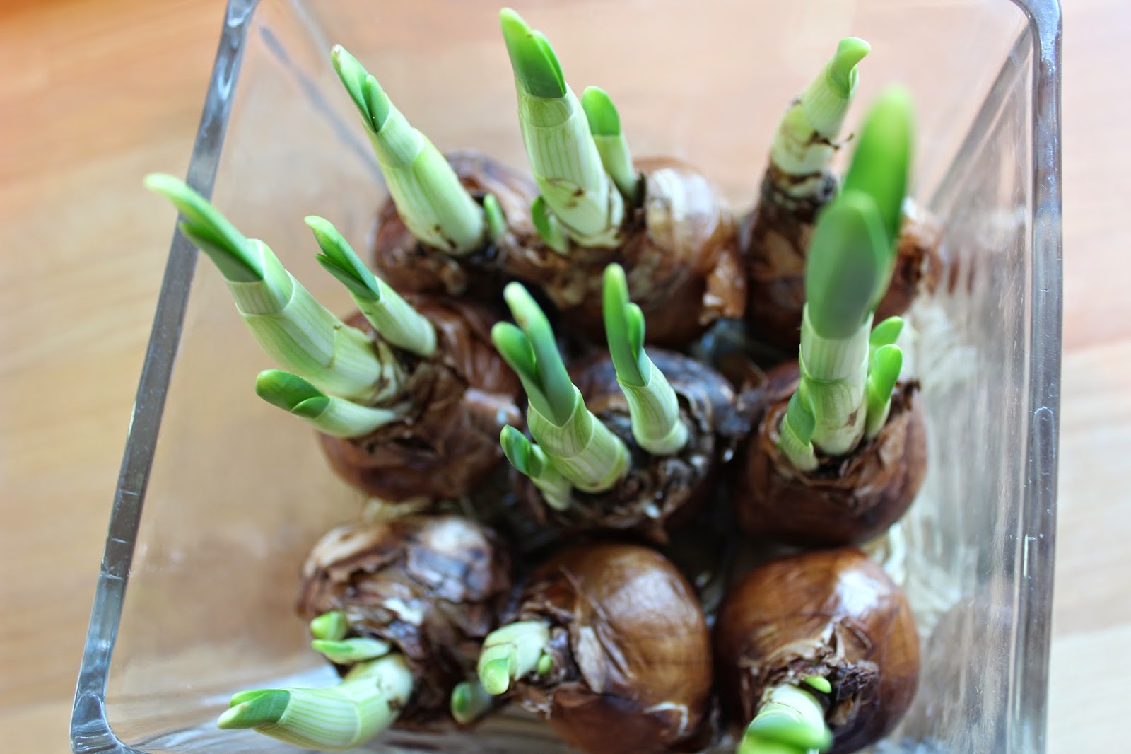 The Blue Barn: Growing Paperwhites